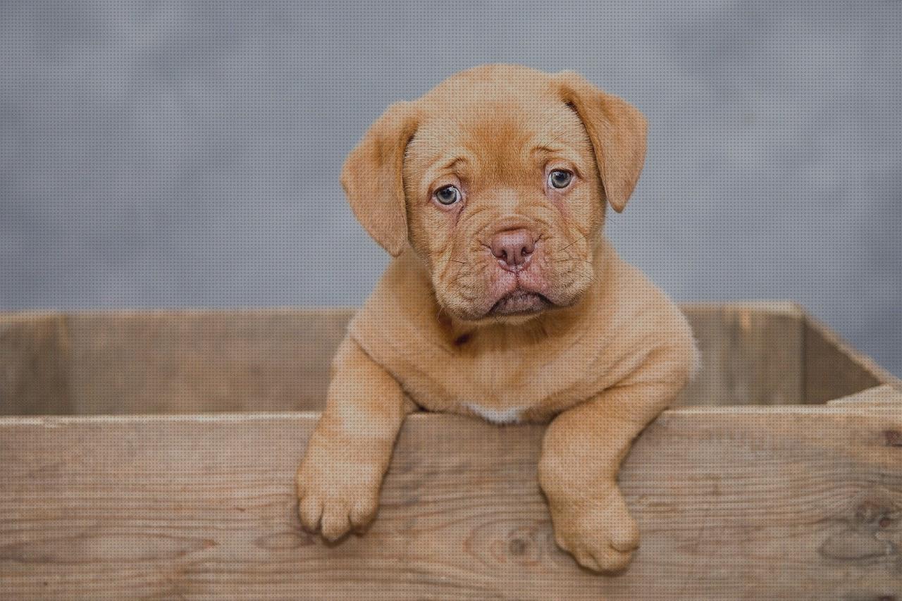 Las 9 Mejores Razas De Perros Militares 【Opiniones】