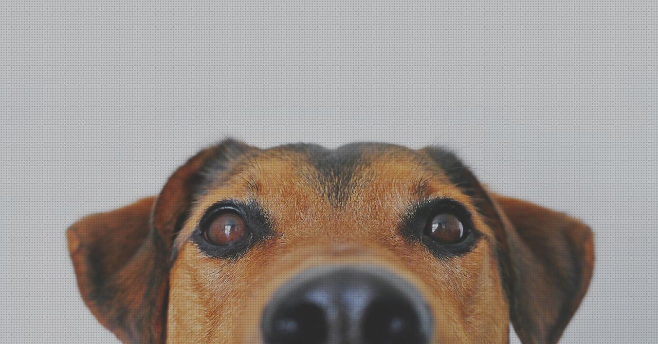 Las 9 Mejores Razas De Perros Militares 【Opiniones】