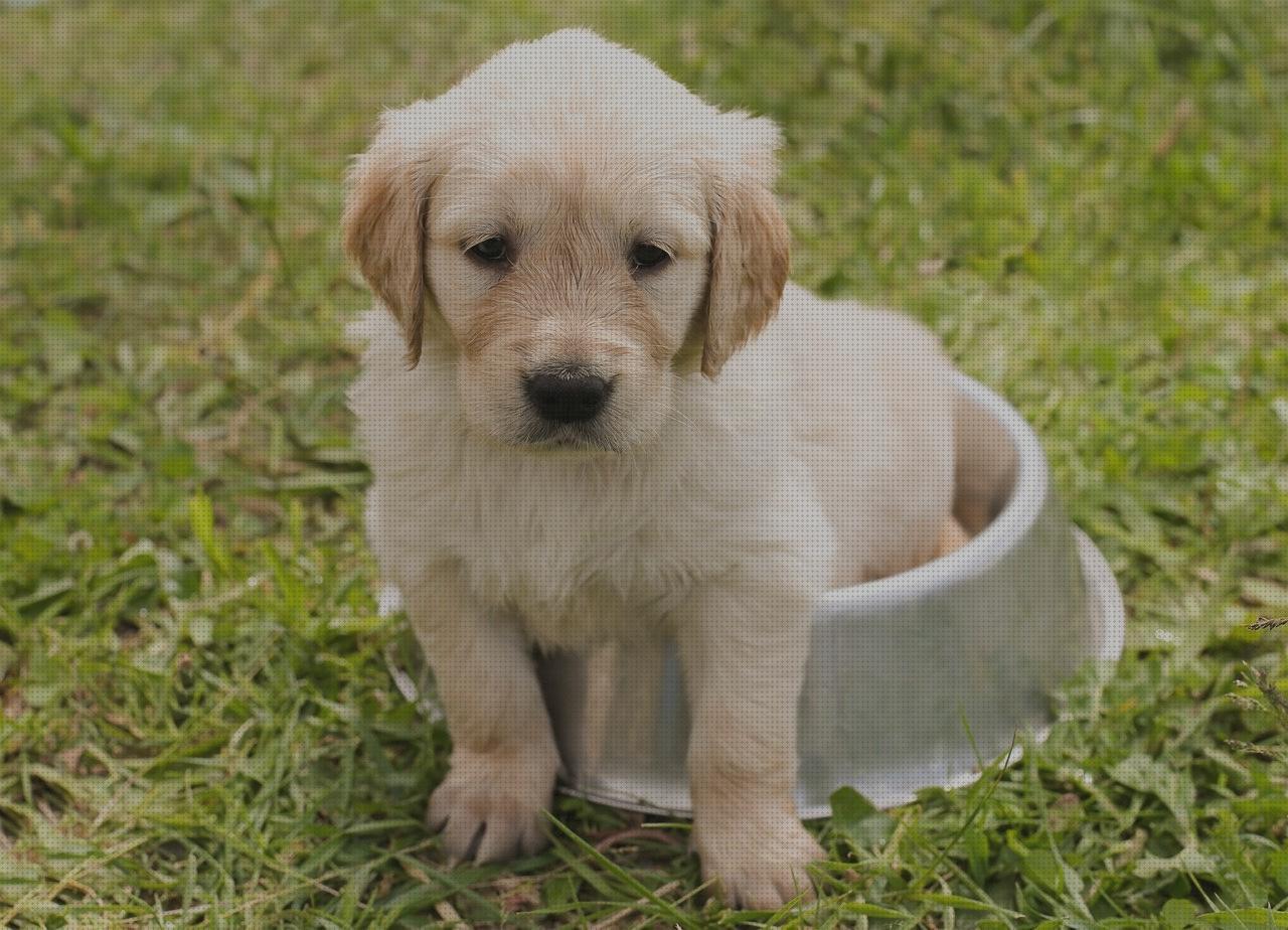 Las 9 Mejores Razas De Perros Militares 【Opiniones】